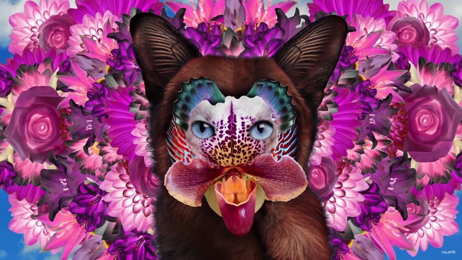 Galantis Wallpapers - Top Free Galantis Backgrounds - WallpaperAccess