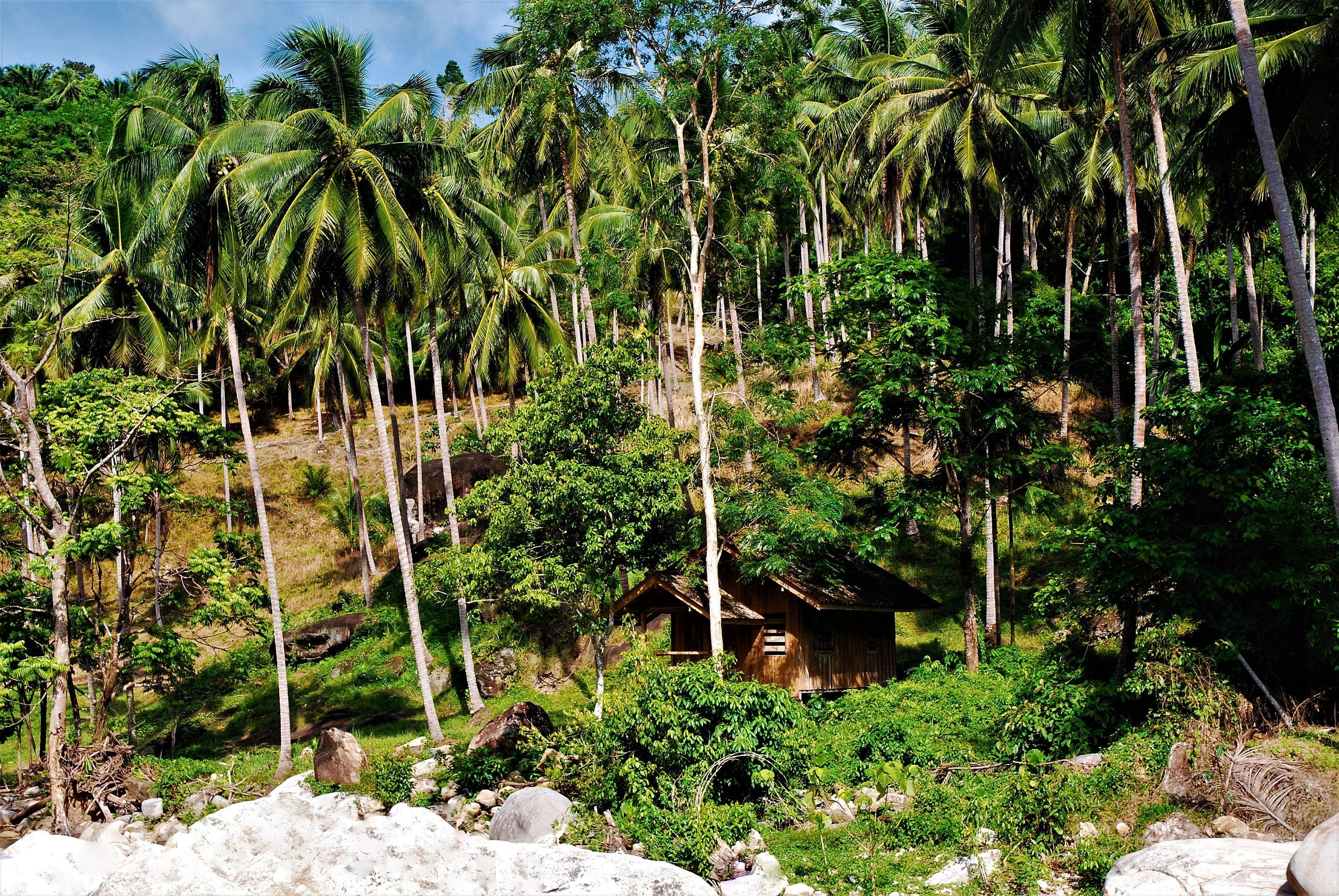 Jungle House Wallpapers - Top Free Jungle House Backgrounds ...