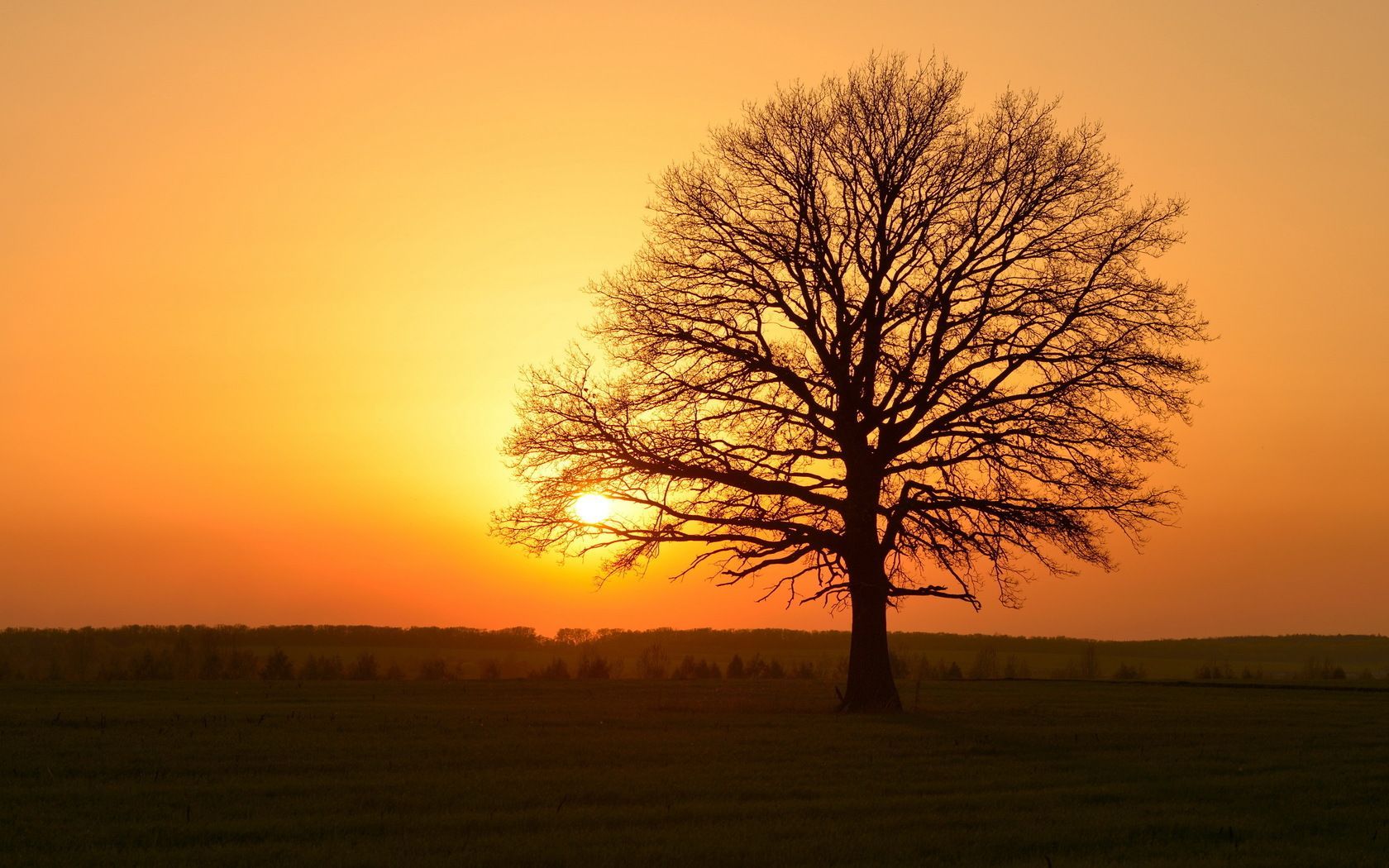 Golden Tree Wallpapers - Top Free Golden Tree Backgrounds - WallpaperAccess