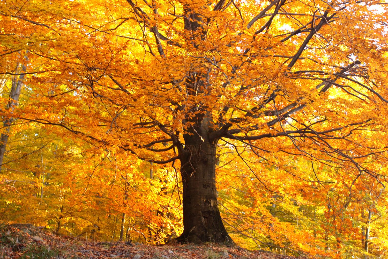Golden Tree Wallpapers - Top Free Golden Tree Backgrounds - WallpaperAccess