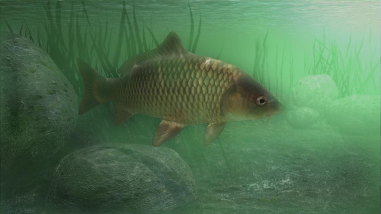 Carp Fish Wallpapers - Top Free Carp Fish Backgrounds - WallpaperAccess