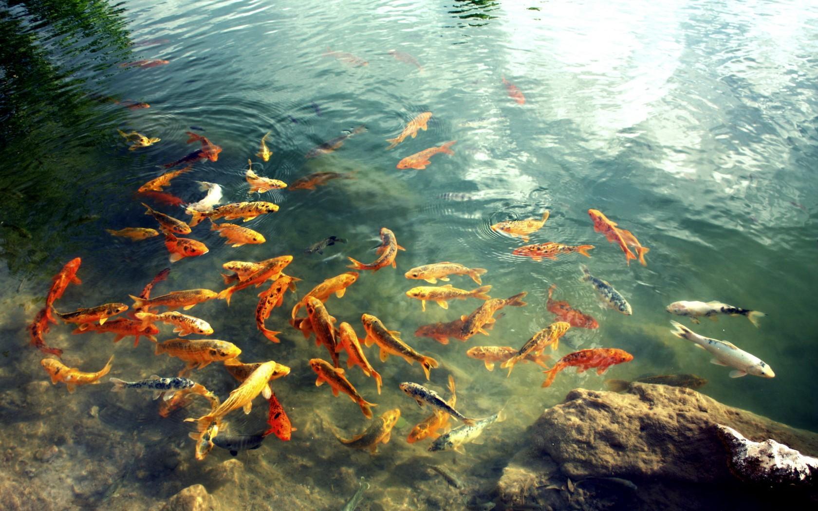Carp Fish Wallpapers - Top Free Carp Fish Backgrounds - WallpaperAccess