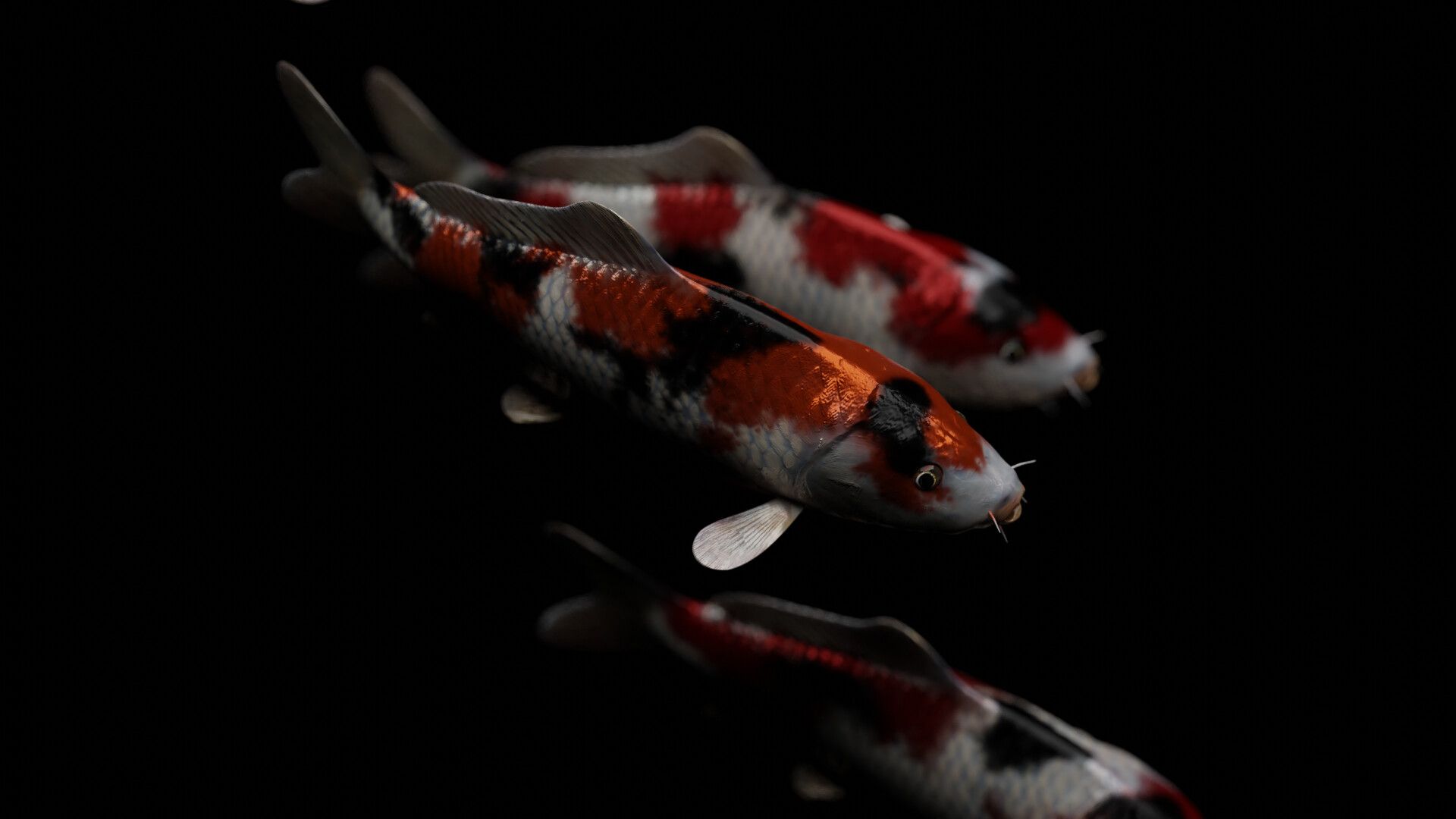 Carp Fish Wallpapers - Top Free Carp Fish Backgrounds - WallpaperAccess