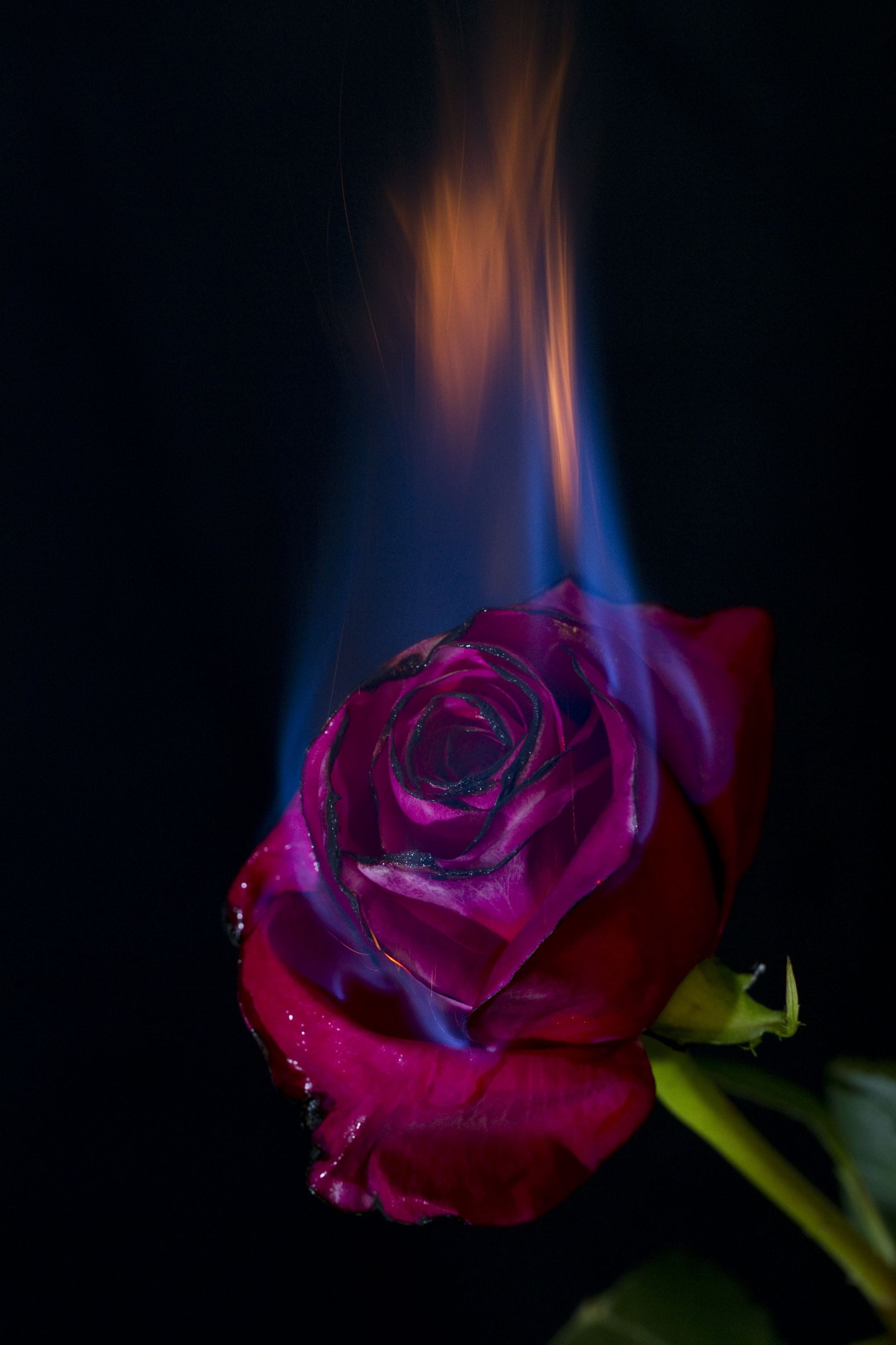Rose On Fire Wallpapers - Top Free Rose On Fire Backgrounds ...