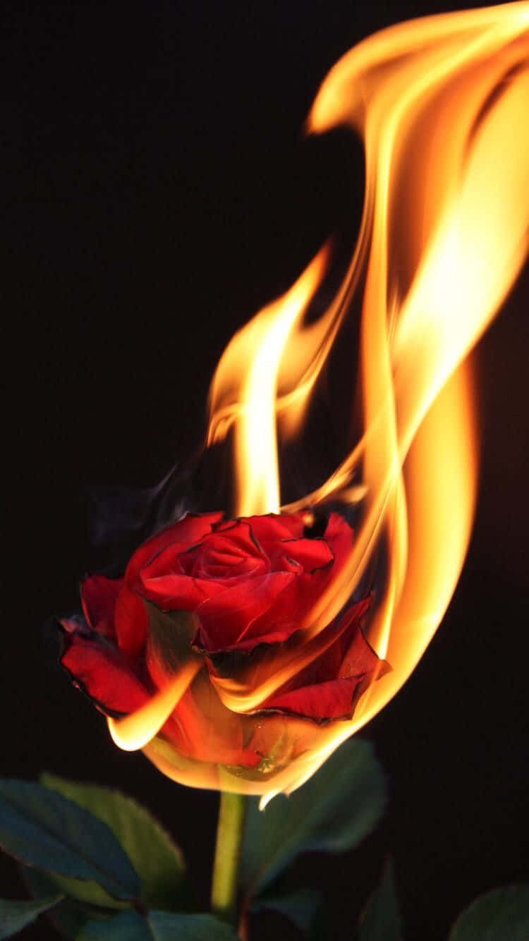 Rose On Fire Wallpapers - Top Free Rose On Fire Backgrounds ...