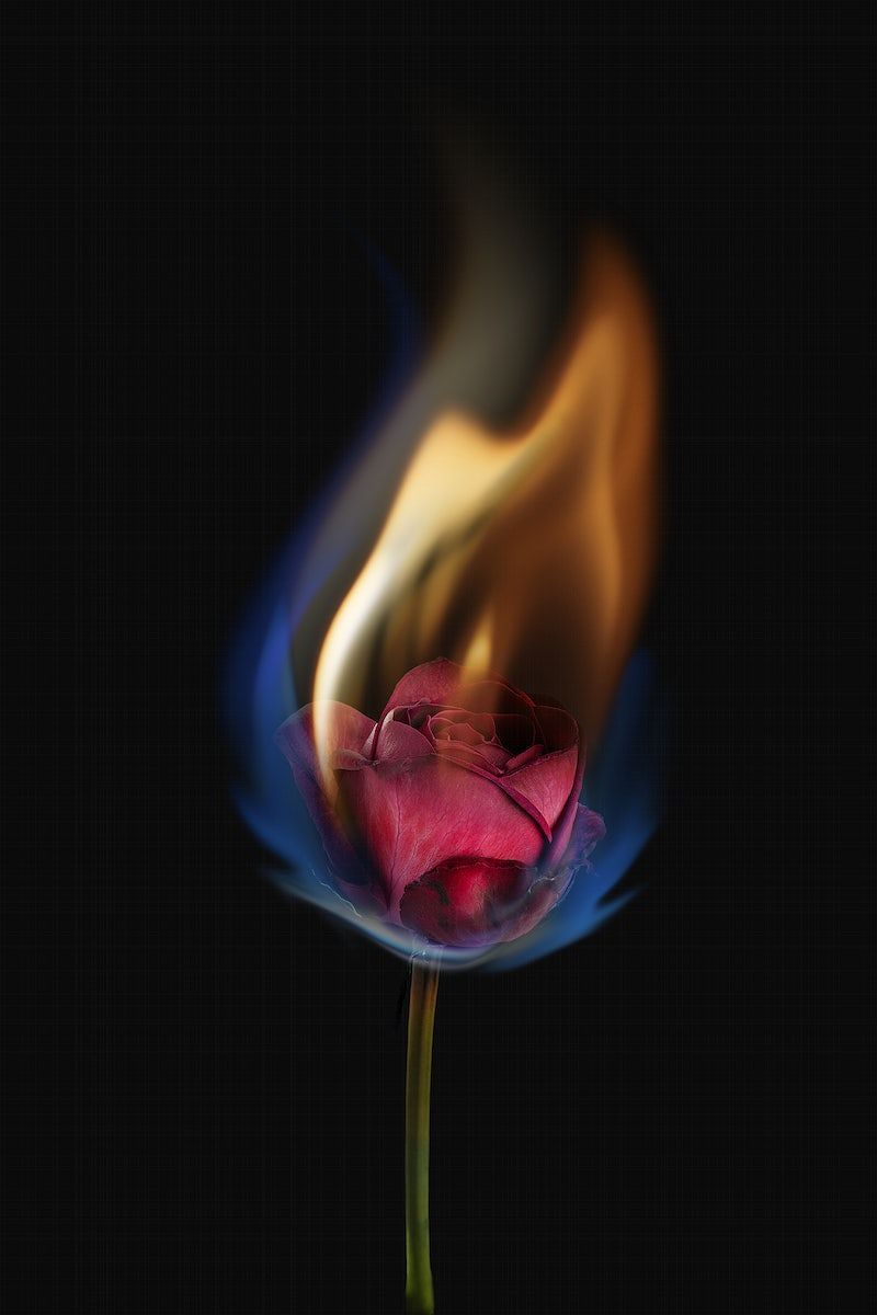 Rose On Fire Wallpapers - Top Free Rose On Fire Backgrounds ...