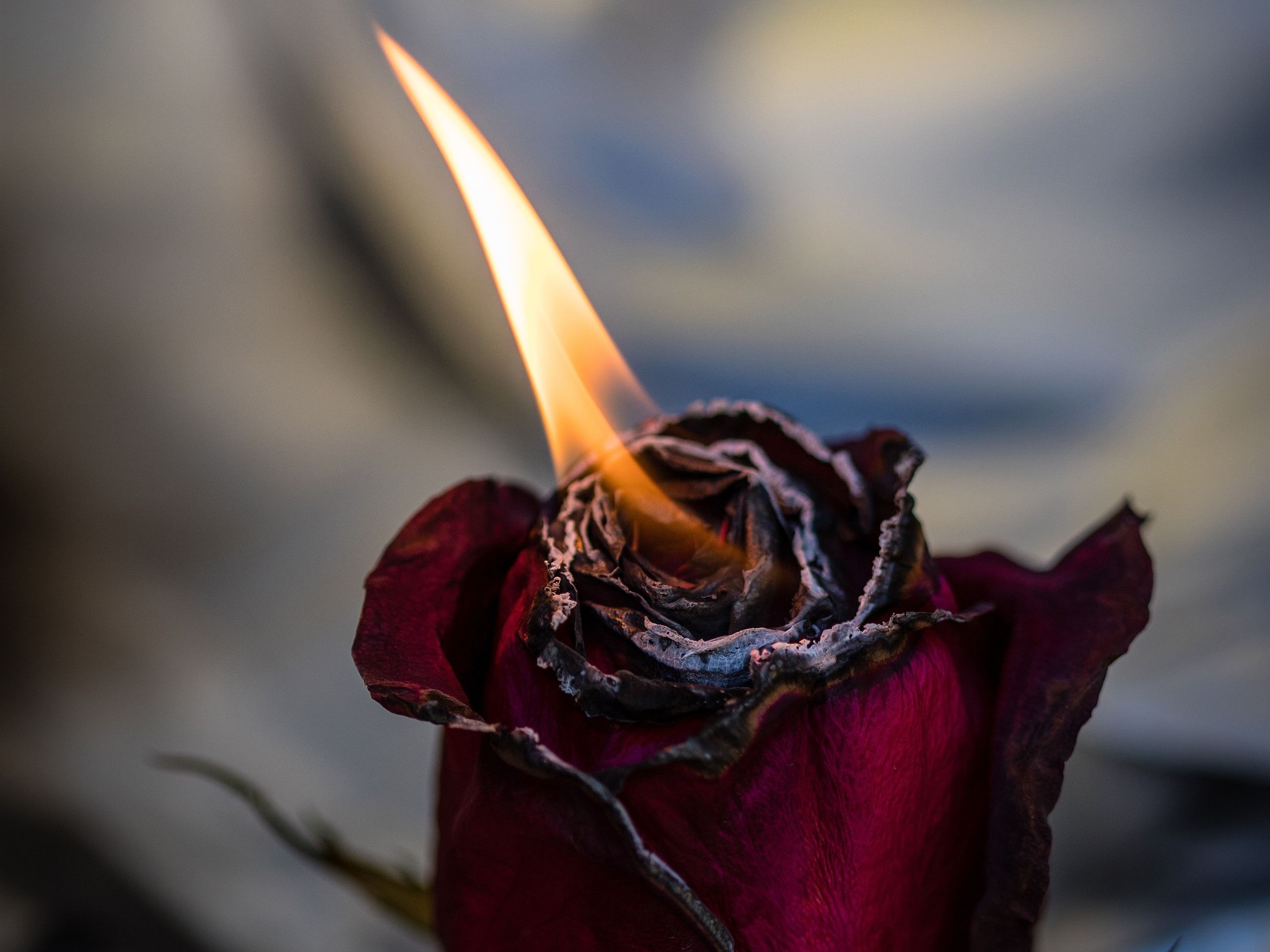 Rose On Fire Wallpapers - Top Free Rose On Fire Backgrounds ...