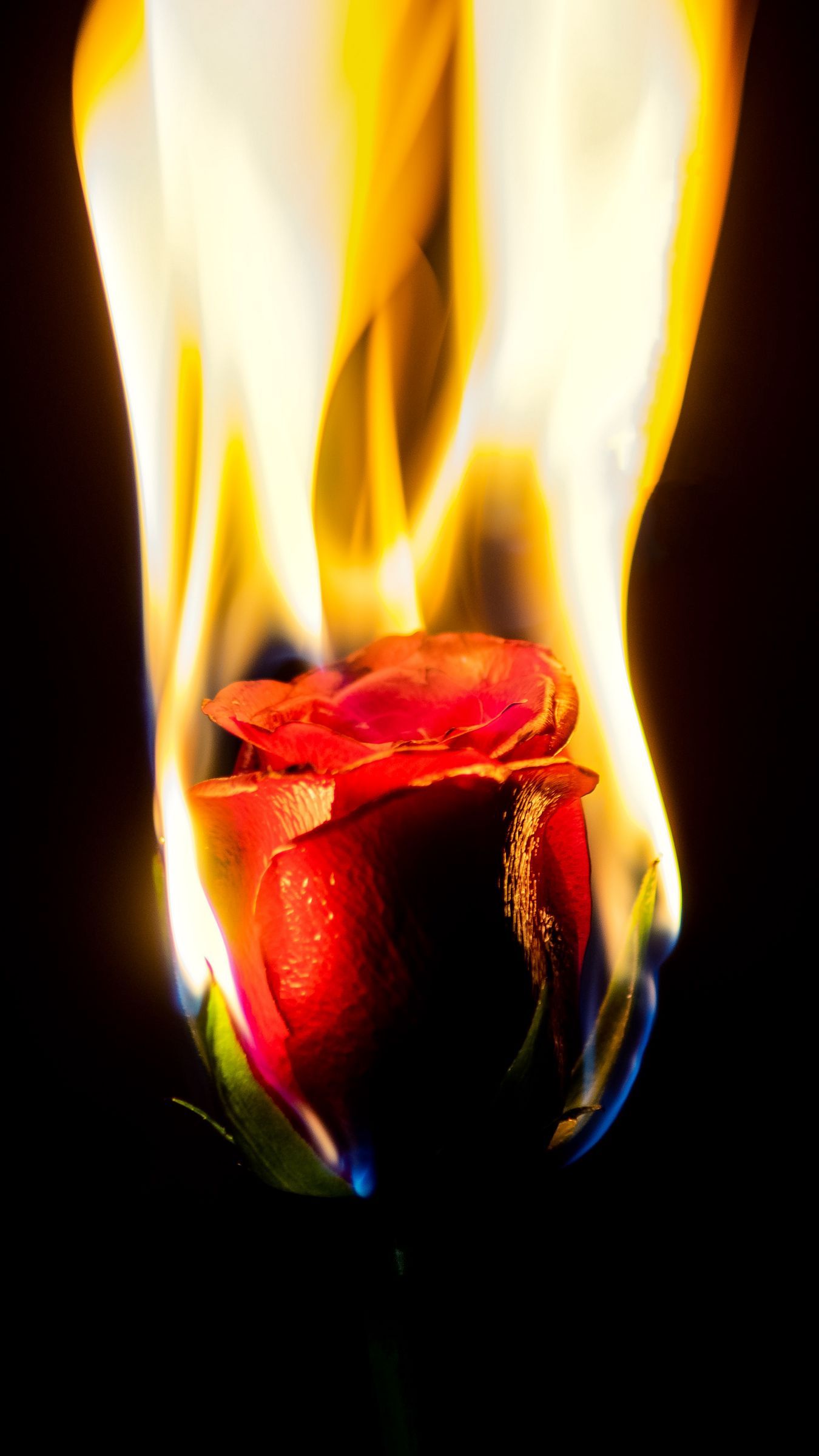 Rose On Fire Wallpapers - Top Free Rose On Fire Backgrounds ...