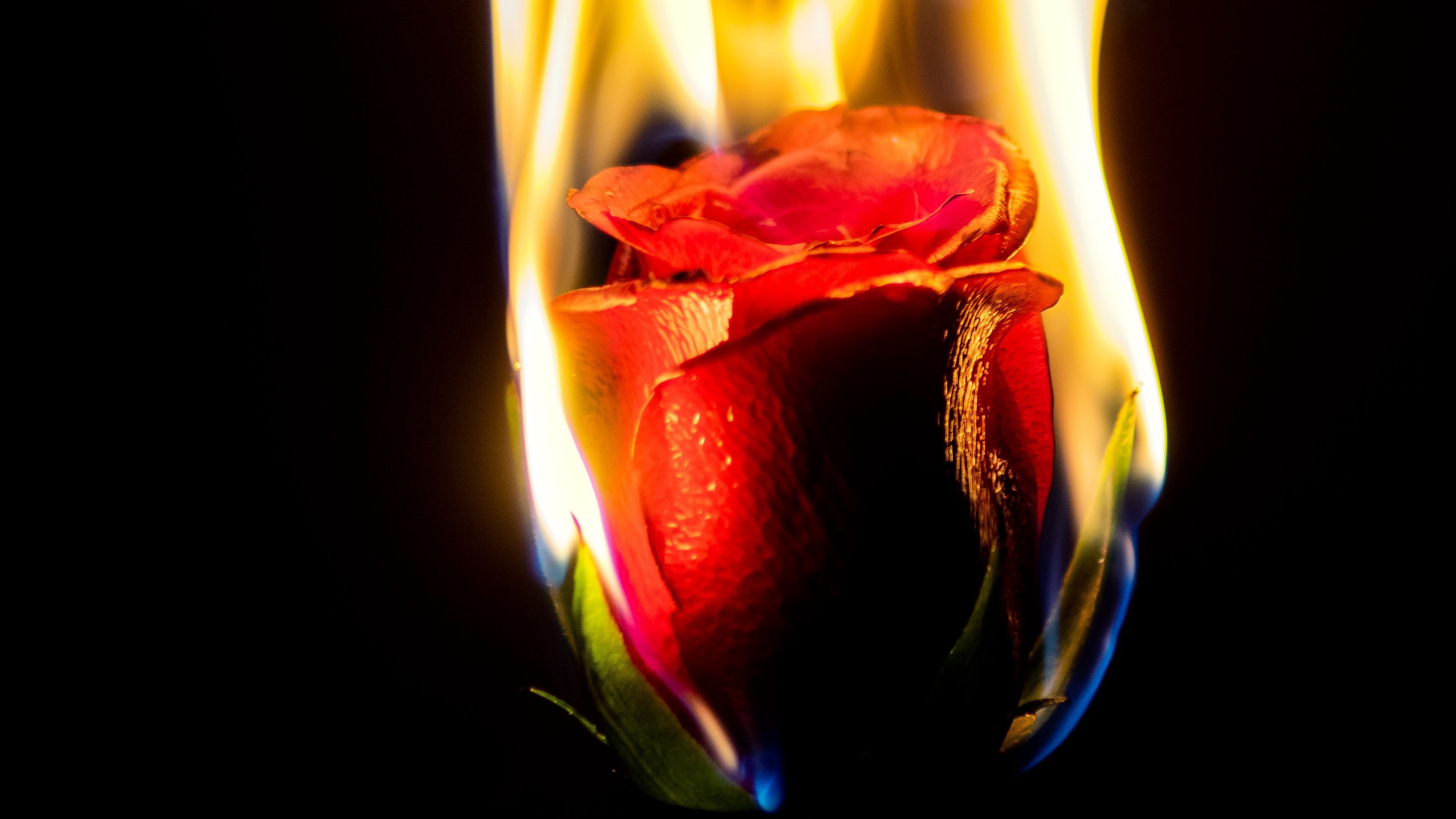 Rose On Fire Wallpapers - Top Free Rose On Fire Backgrounds ...