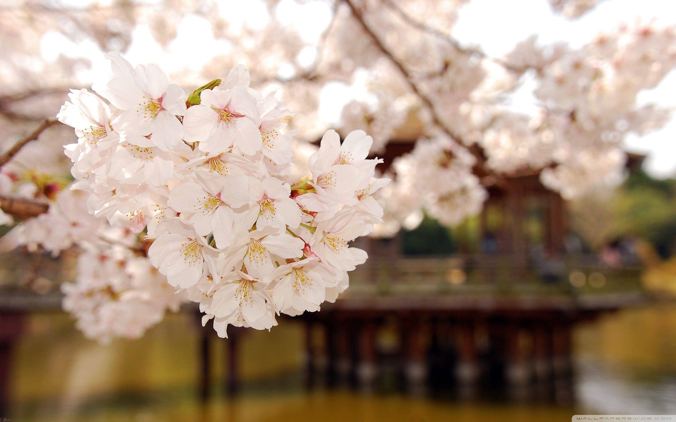 Cherry Blossom Computer Wallpapers - Top Free Cherry Blossom Computer ...