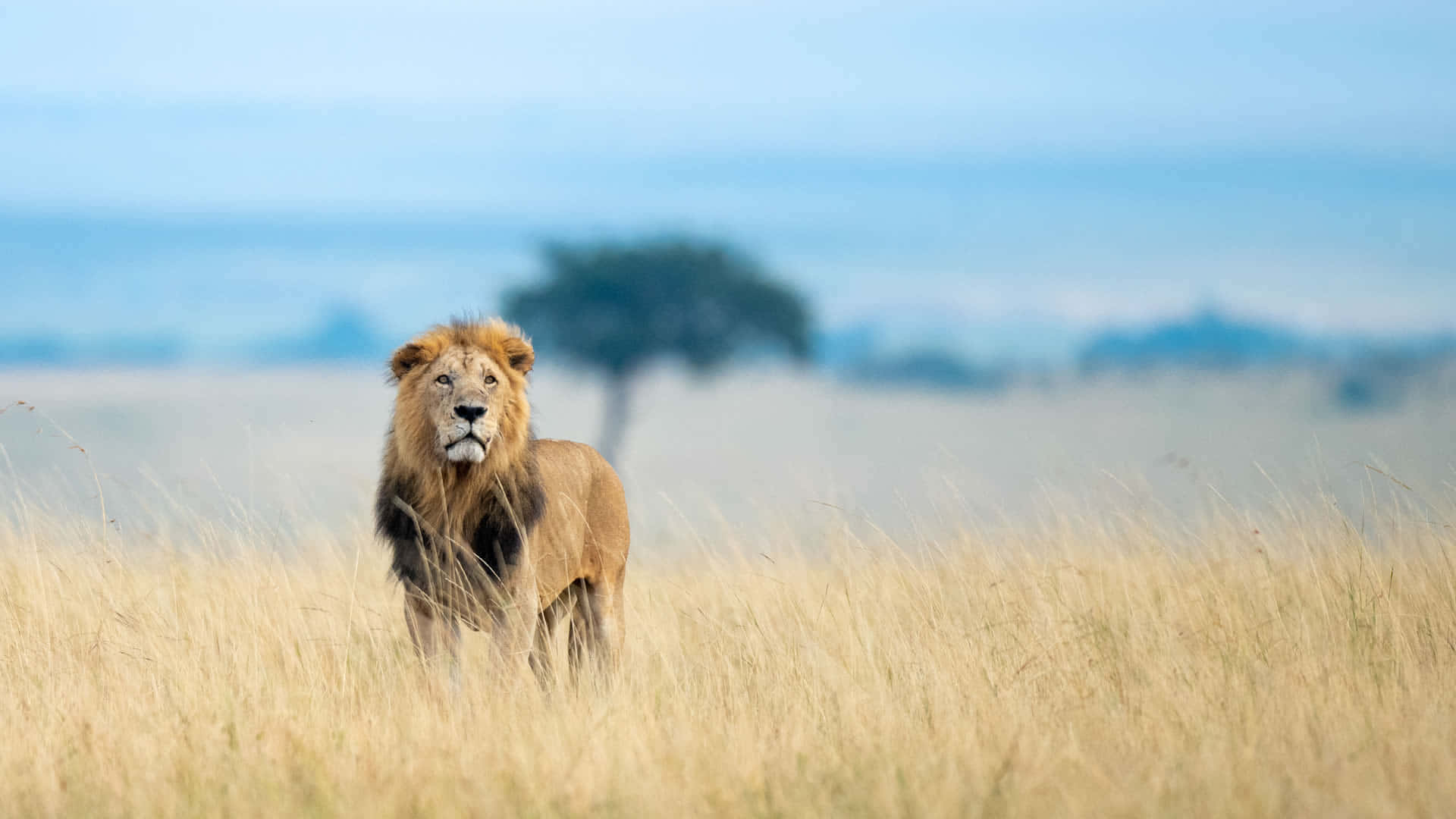 Masai Mara Wallpapers - Top Free Masai Mara Backgrounds - WallpaperAccess