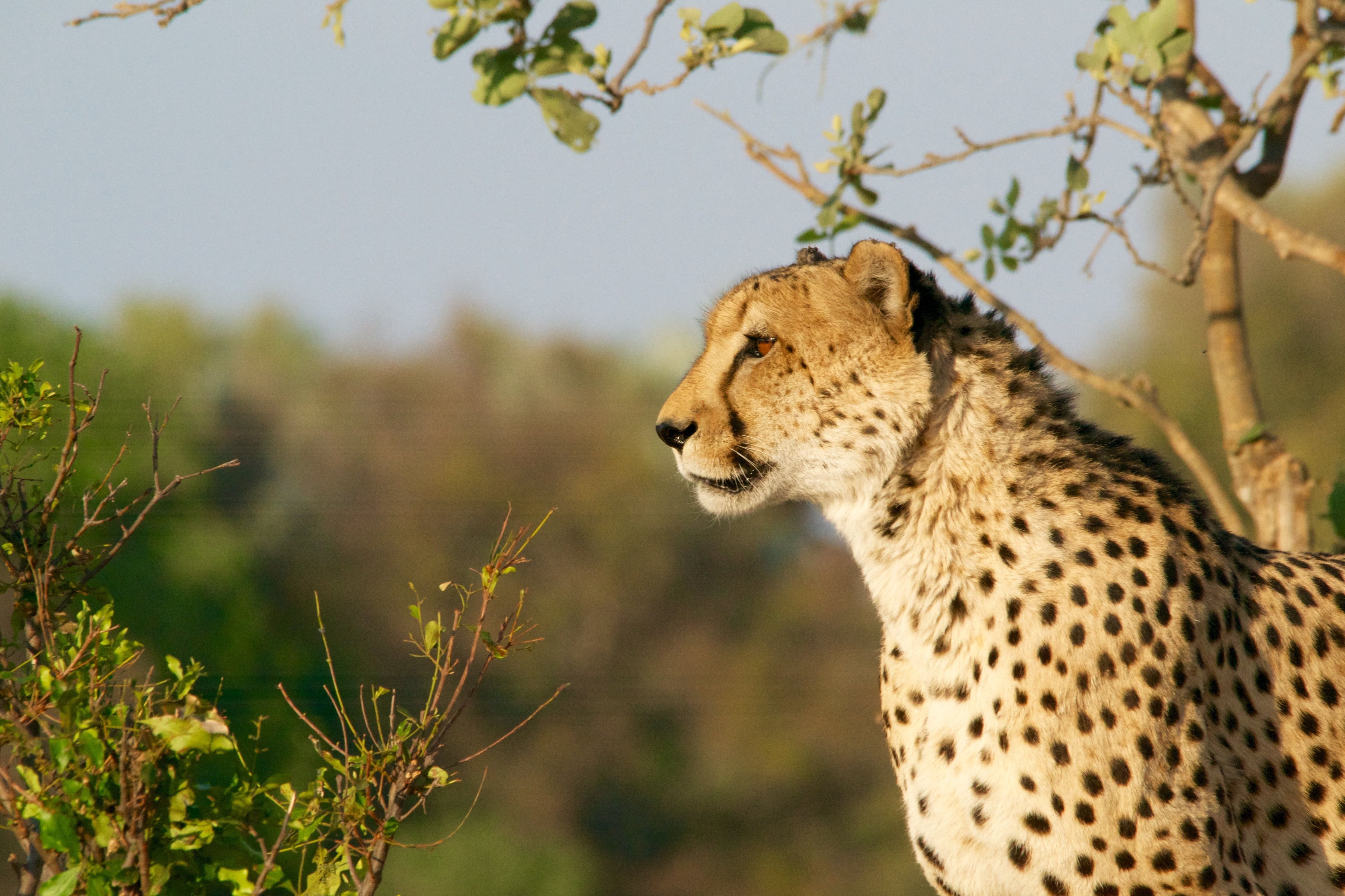 Masai Mara Wallpapers - Top Free Masai Mara Backgrounds - WallpaperAccess