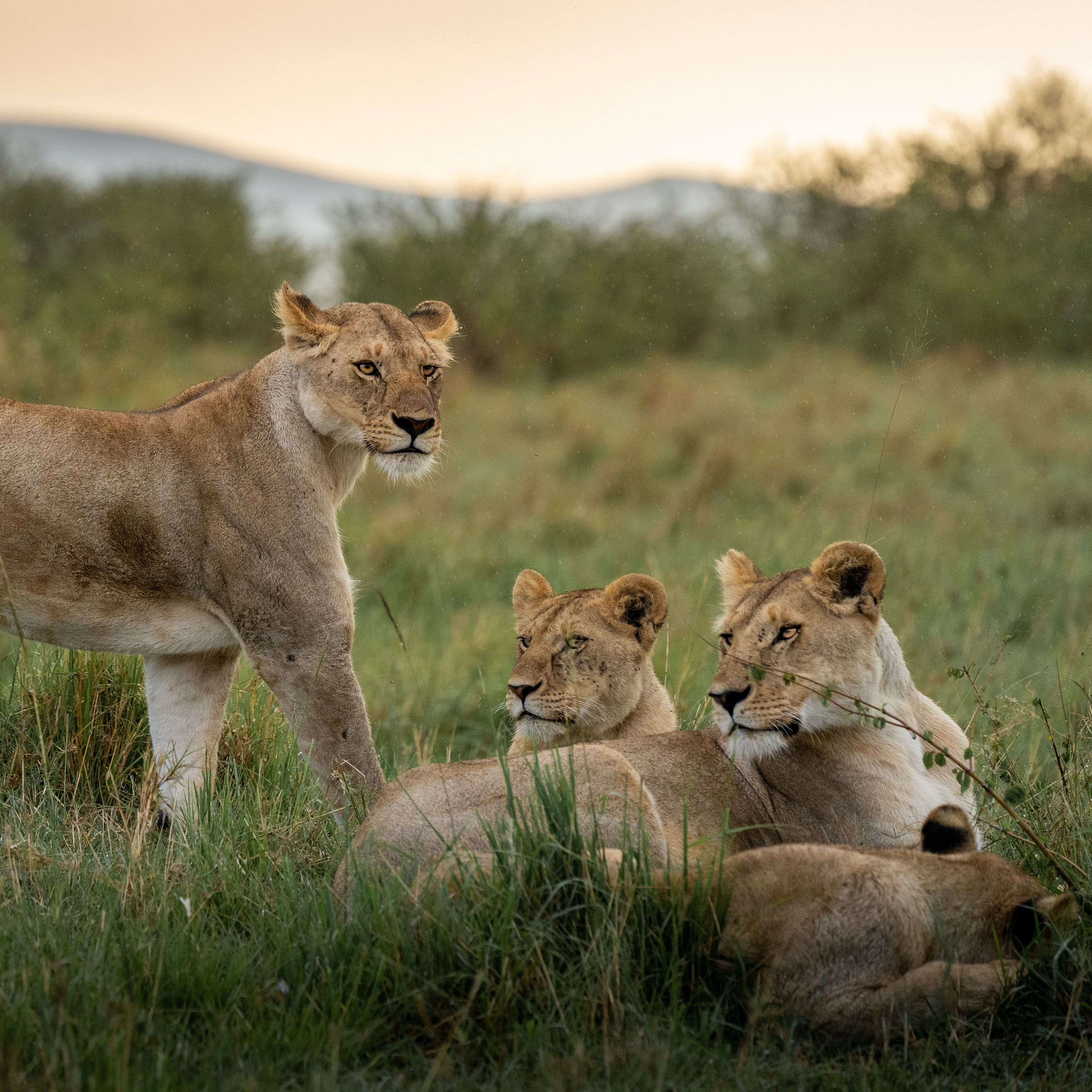 Masai Mara Wallpapers - Top Free Masai Mara Backgrounds - WallpaperAccess