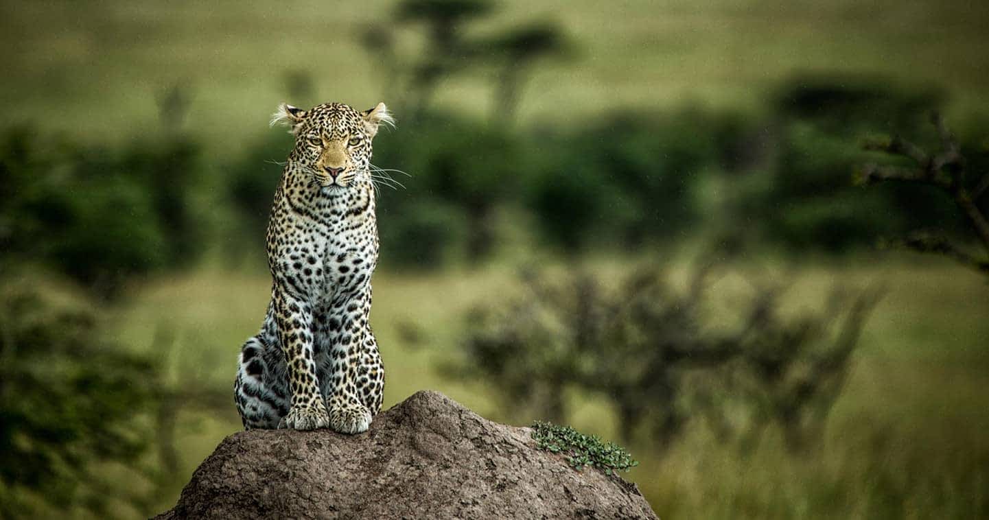 Masai Mara Wallpapers - Top Free Masai Mara Backgrounds - WallpaperAccess