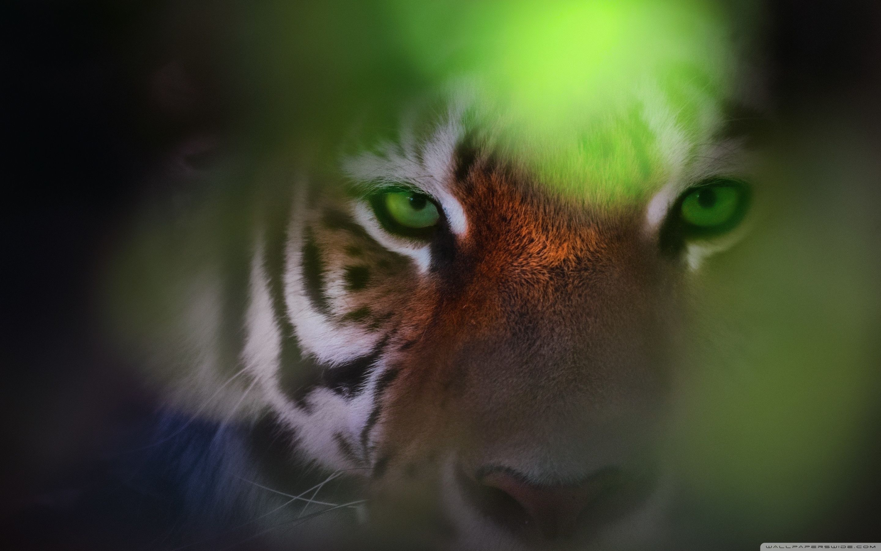 Ambush Wallpapers - Top Free Ambush Backgrounds - WallpaperAccess