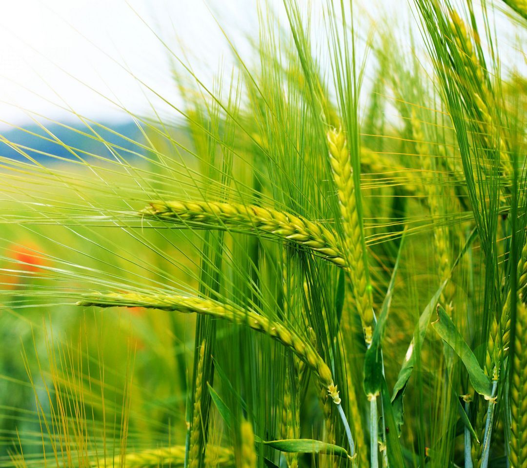 Gandum Wallpapers - Top Free Gandum Backgrounds - WallpaperAccess