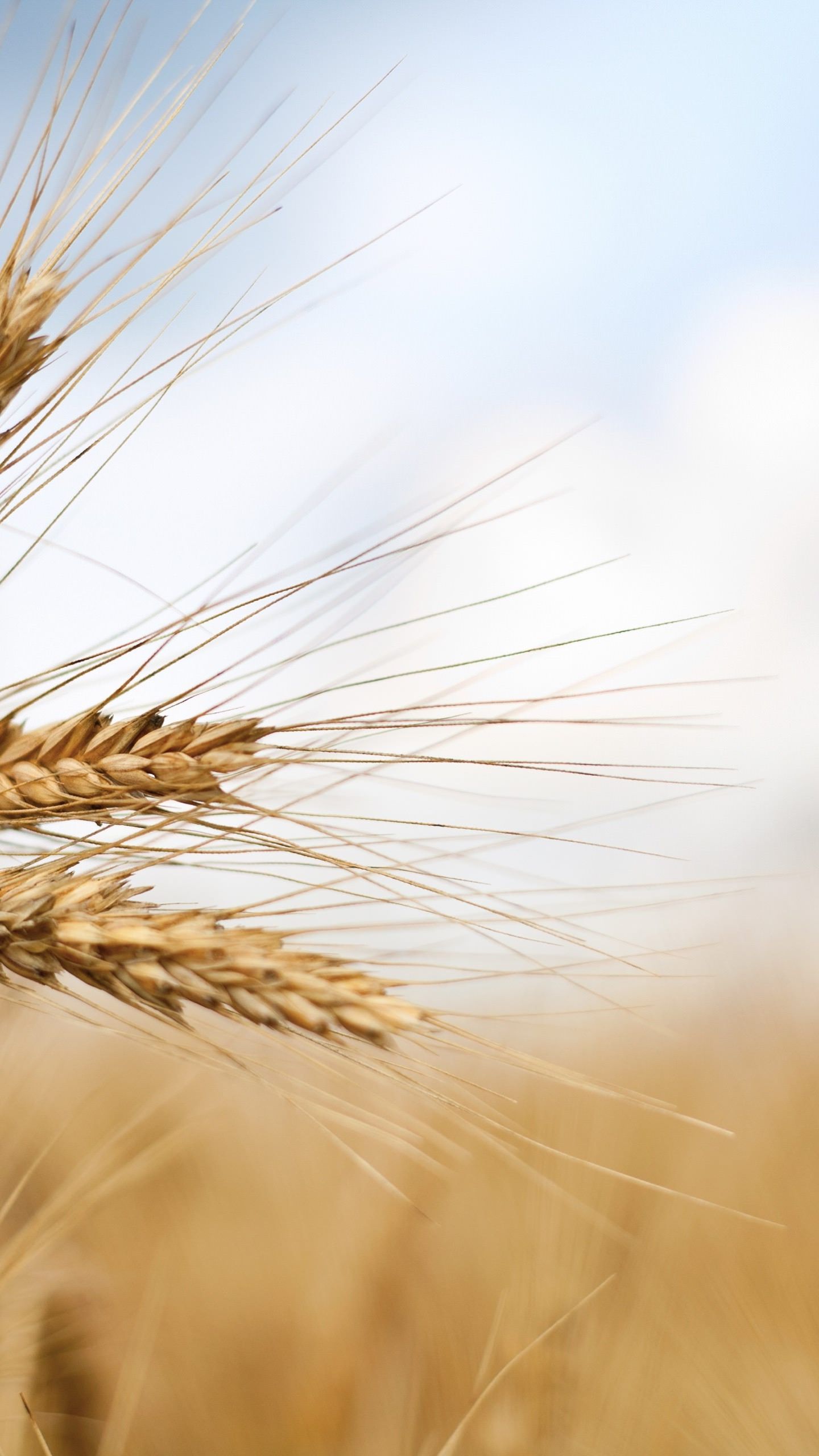 Gandum Wallpapers - Top Free Gandum Backgrounds - WallpaperAccess