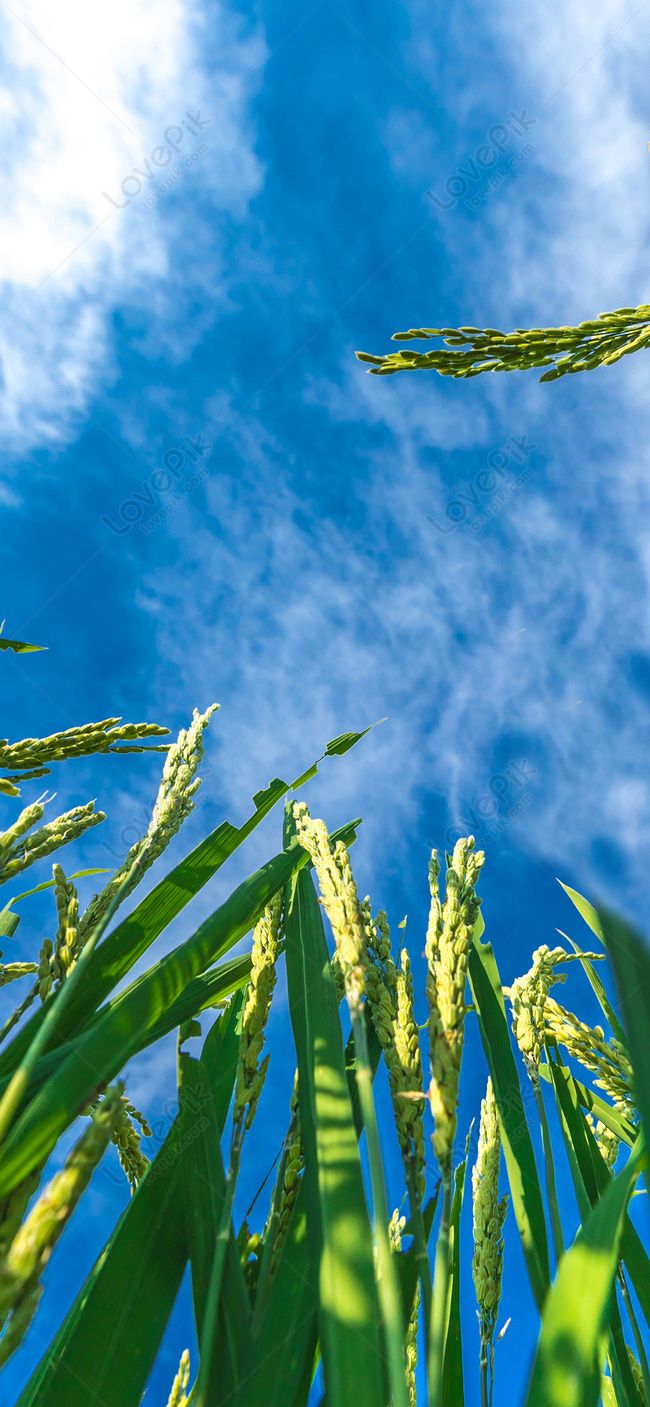 Gandum Wallpapers - Top Free Gandum Backgrounds - WallpaperAccess