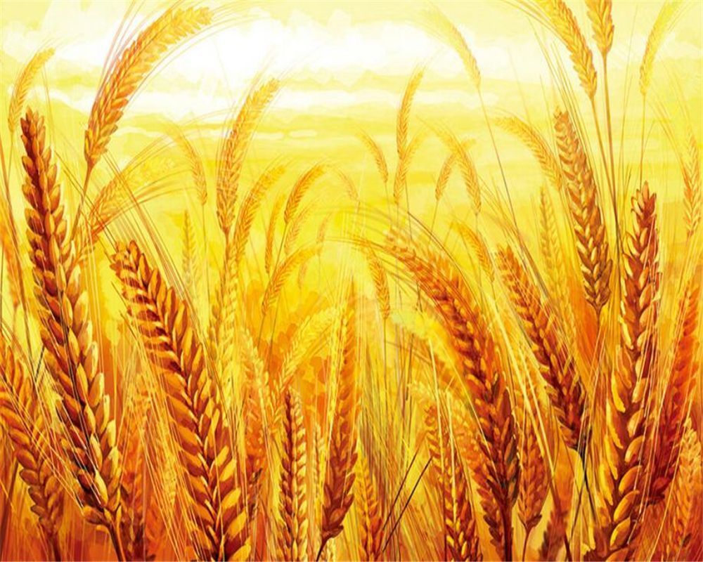 Gandum Wallpapers - Top Free Gandum Backgrounds - WallpaperAccess