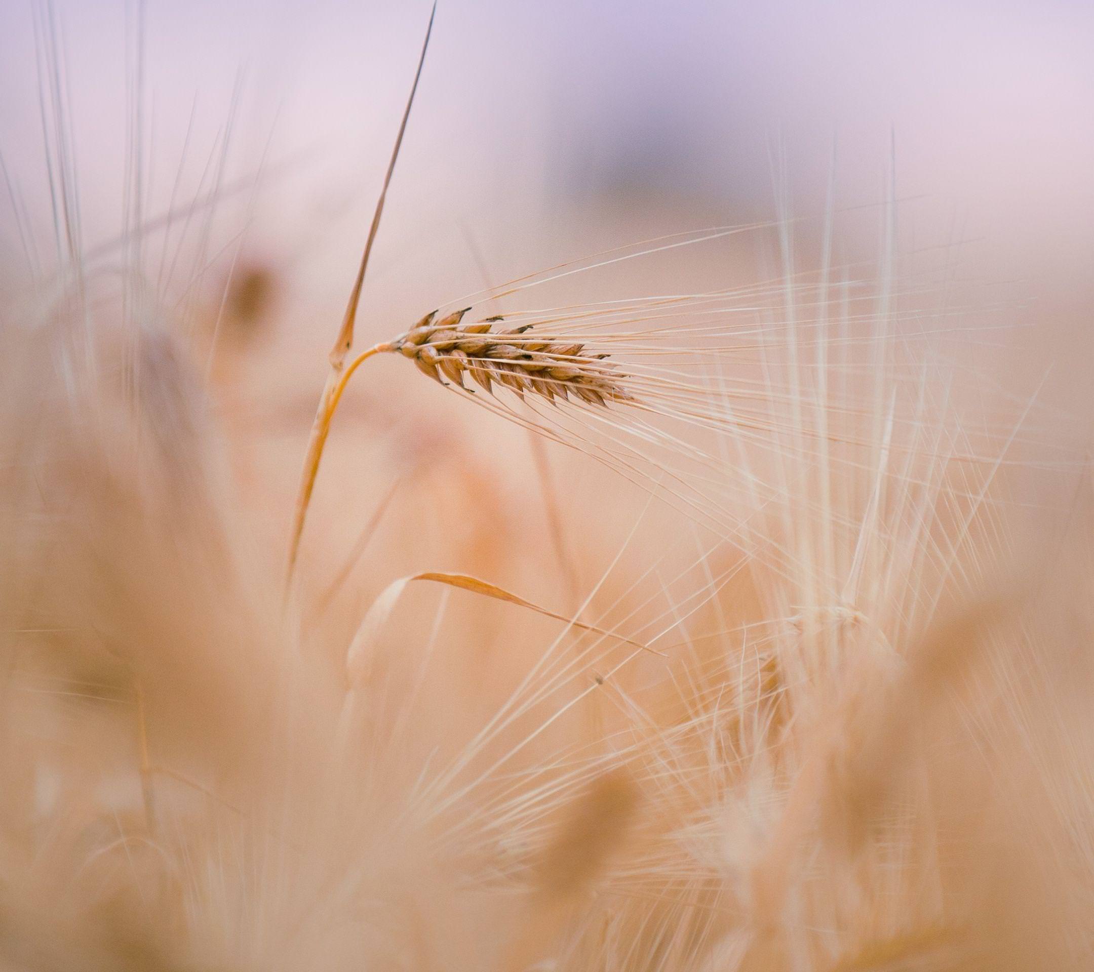 Gandum Wallpapers - Top Free Gandum Backgrounds - WallpaperAccess