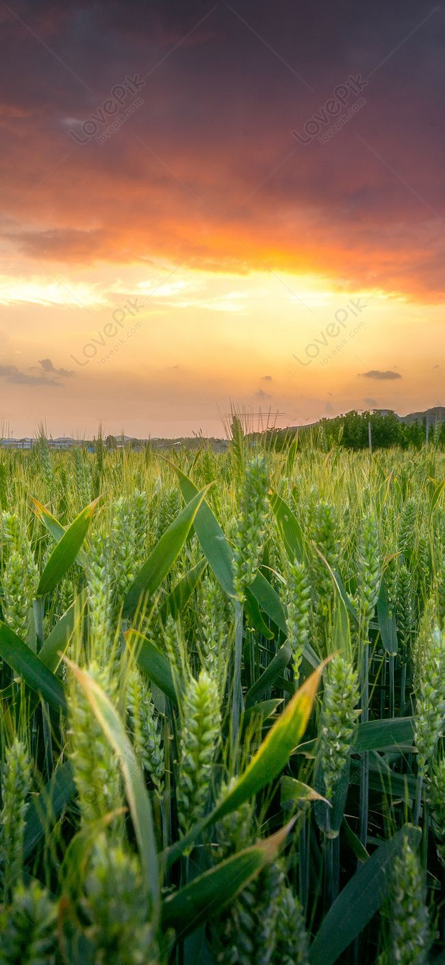 Gandum Wallpapers - Top Free Gandum Backgrounds - WallpaperAccess