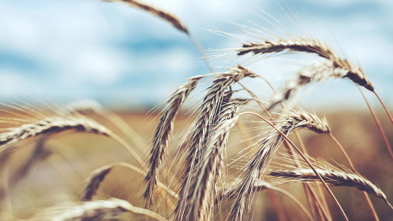 Gandum Wallpapers - Top Free Gandum Backgrounds - WallpaperAccess