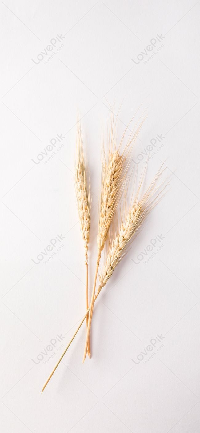 Gandum Wallpapers - Top Free Gandum Backgrounds - WallpaperAccess