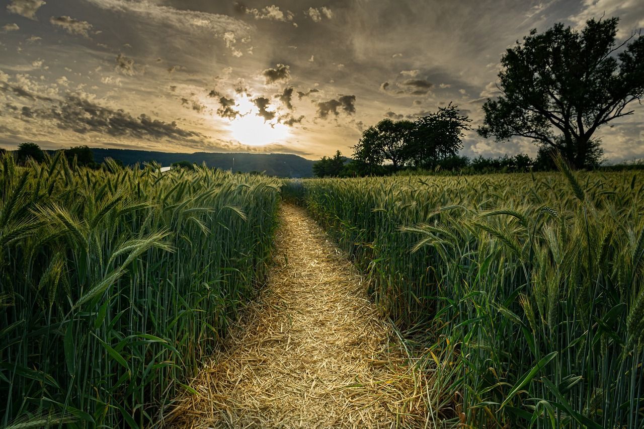 Gandum Wallpapers - Top Free Gandum Backgrounds - WallpaperAccess