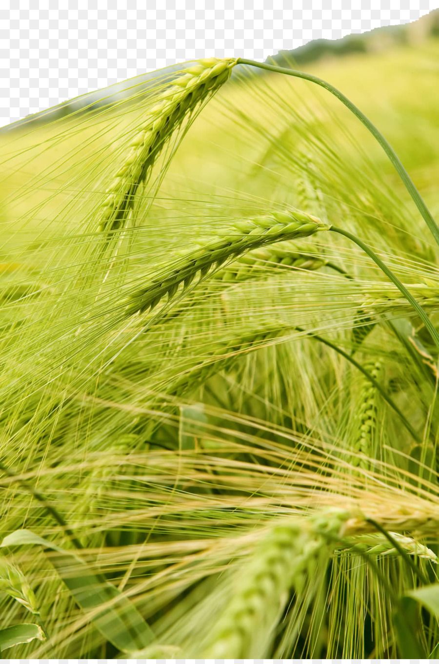 Gandum Wallpapers - Top Free Gandum Backgrounds - WallpaperAccess