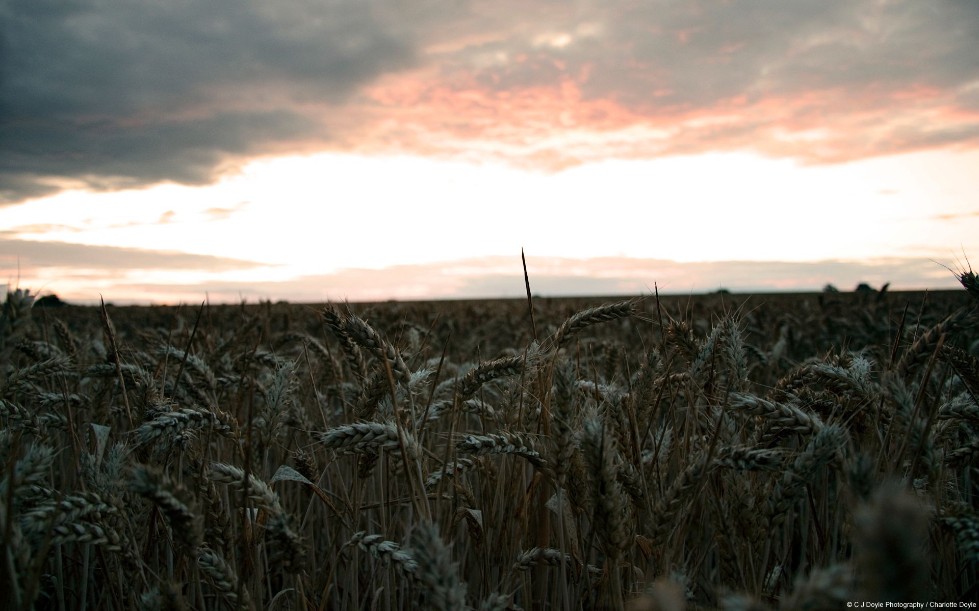 Gandum Wallpapers - Top Free Gandum Backgrounds - WallpaperAccess