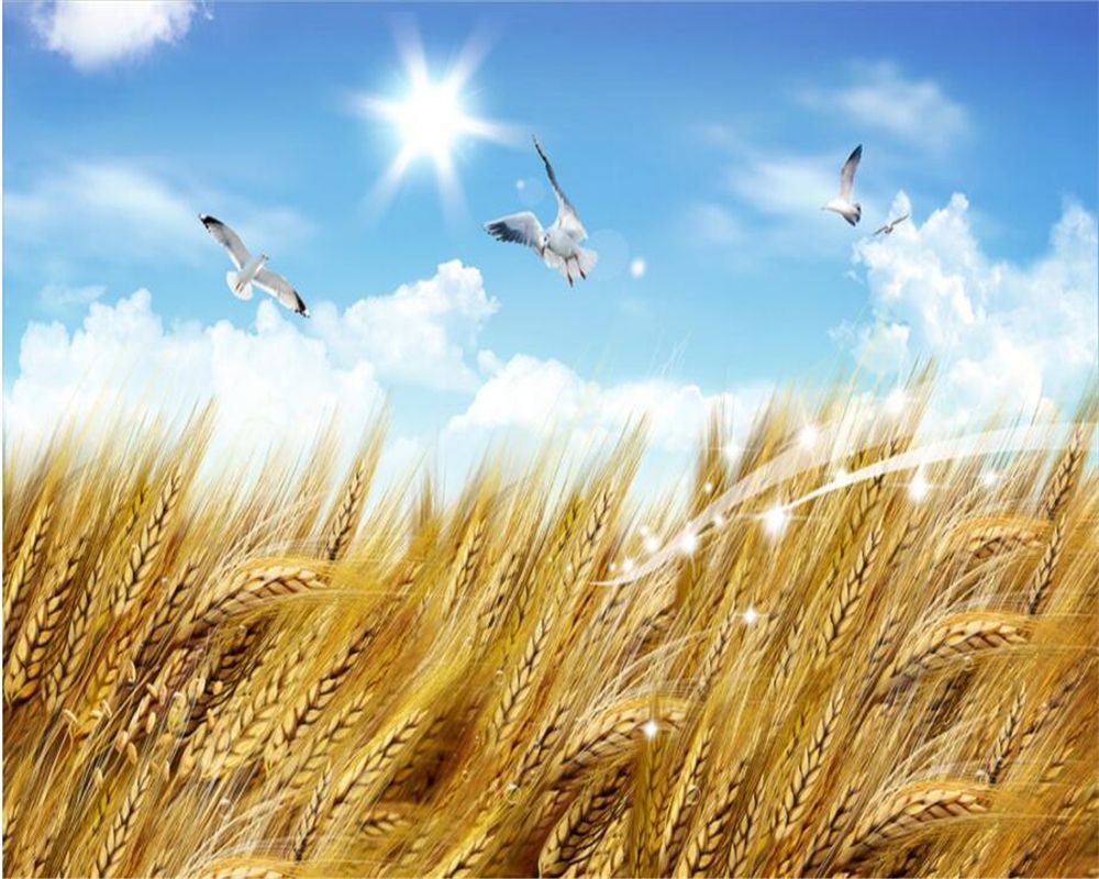 Gandum Wallpapers - Top Free Gandum Backgrounds - WallpaperAccess