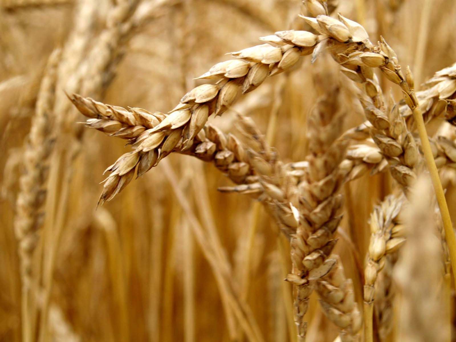 Gandum Wallpapers - Top Free Gandum Backgrounds - WallpaperAccess