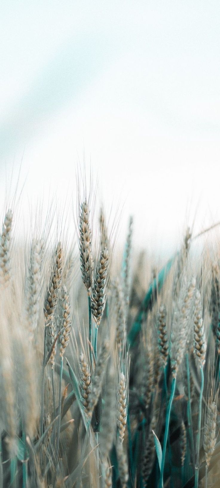 Gandum Wallpapers - Top Free Gandum Backgrounds - WallpaperAccess