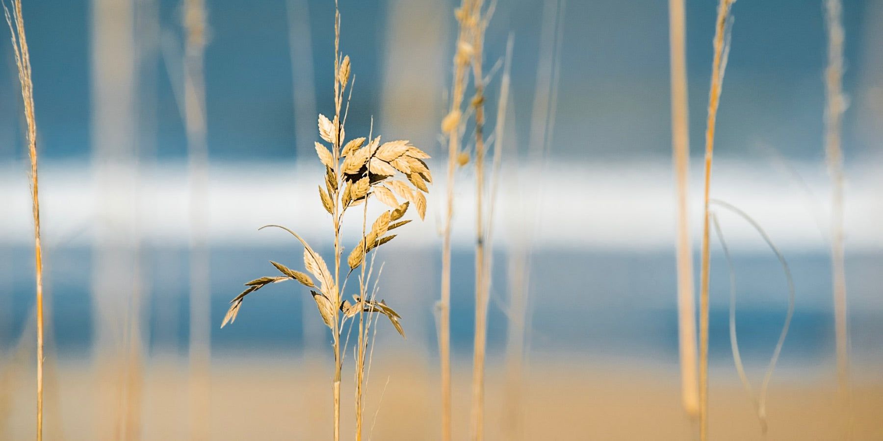 Gandum Wallpapers - Top Free Gandum Backgrounds - WallpaperAccess