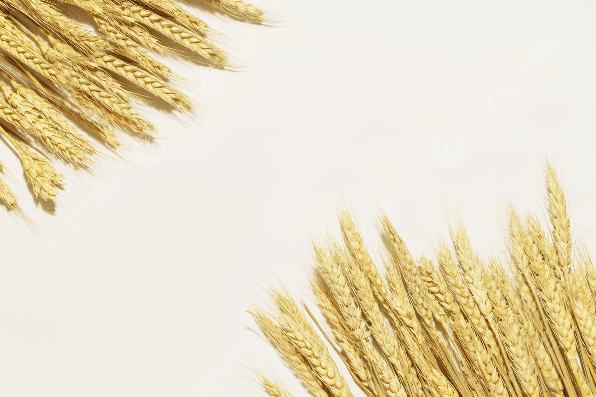 Gandum Wallpapers - Top Free Gandum Backgrounds - WallpaperAccess