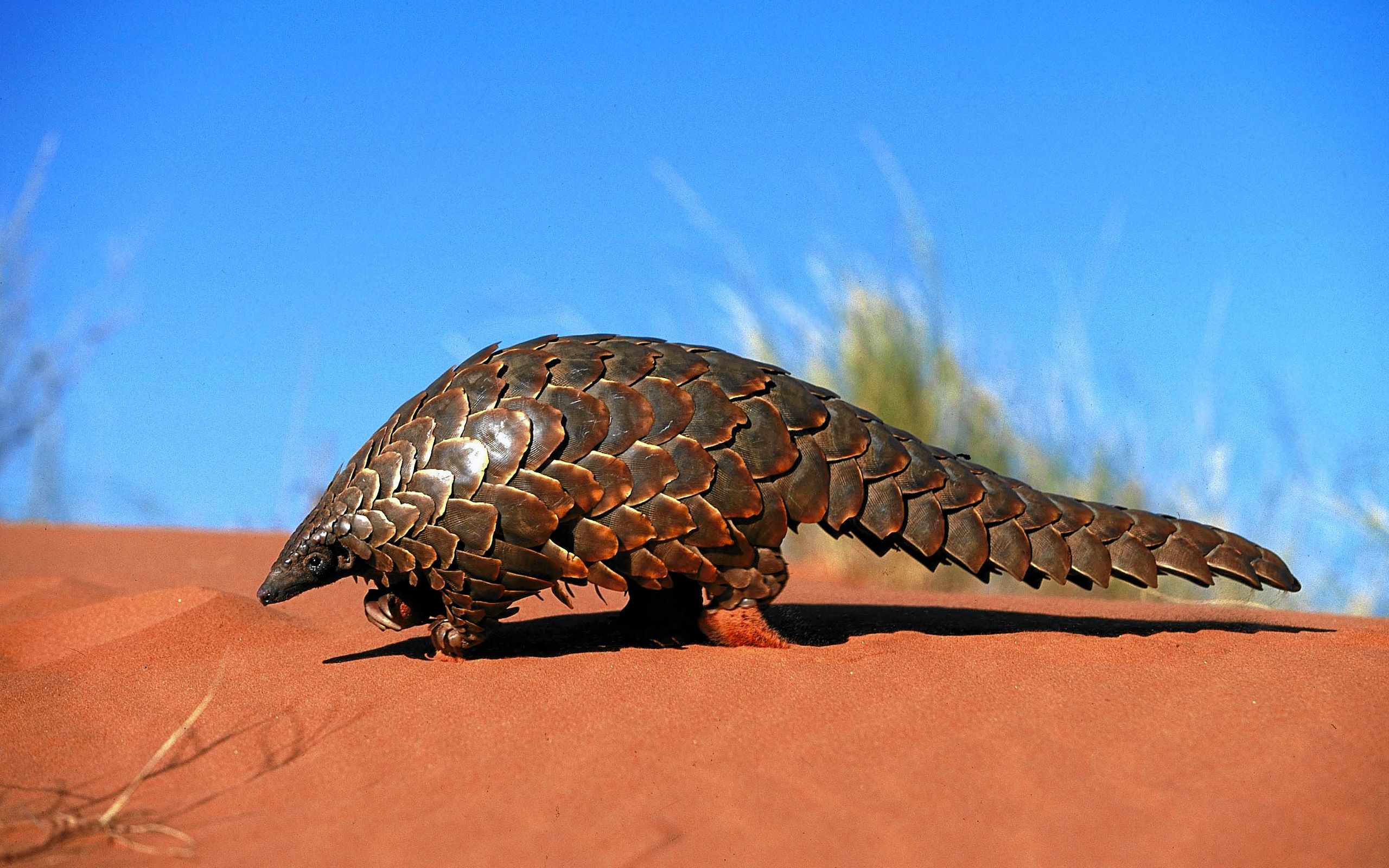 Pangolin Wallpapers - Top Free Pangolin Backgrounds - WallpaperAccess