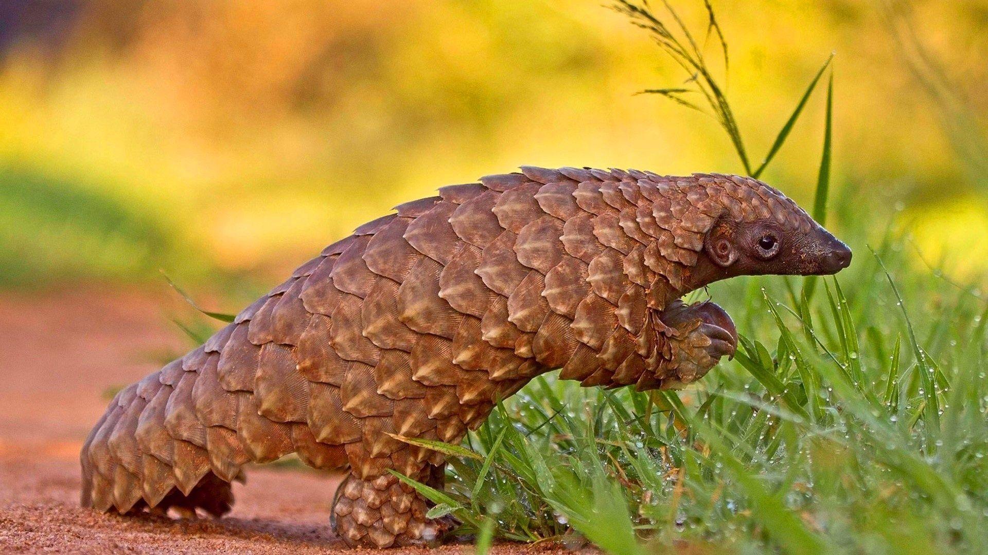 Pangolin Wallpapers - Top Free Pangolin Backgrounds - WallpaperAccess