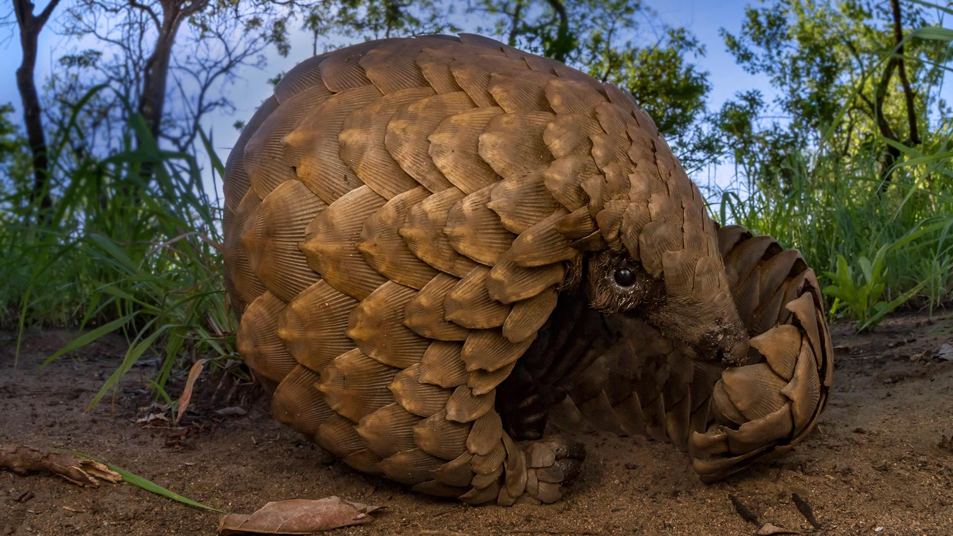 Pangolin Wallpapers - Top Free Pangolin Backgrounds - WallpaperAccess