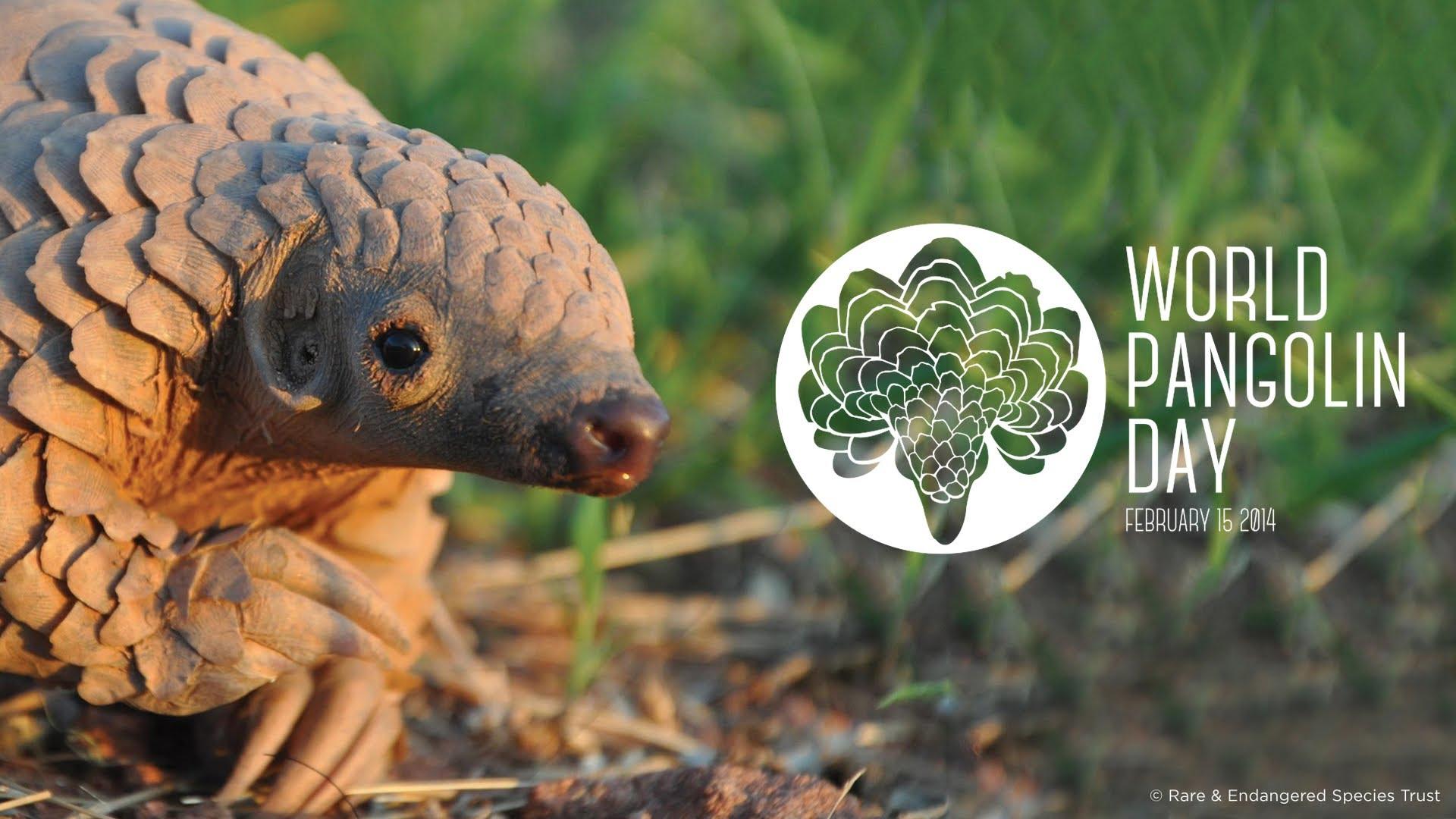 Pangolin Wallpapers - Top Free Pangolin Backgrounds - WallpaperAccess