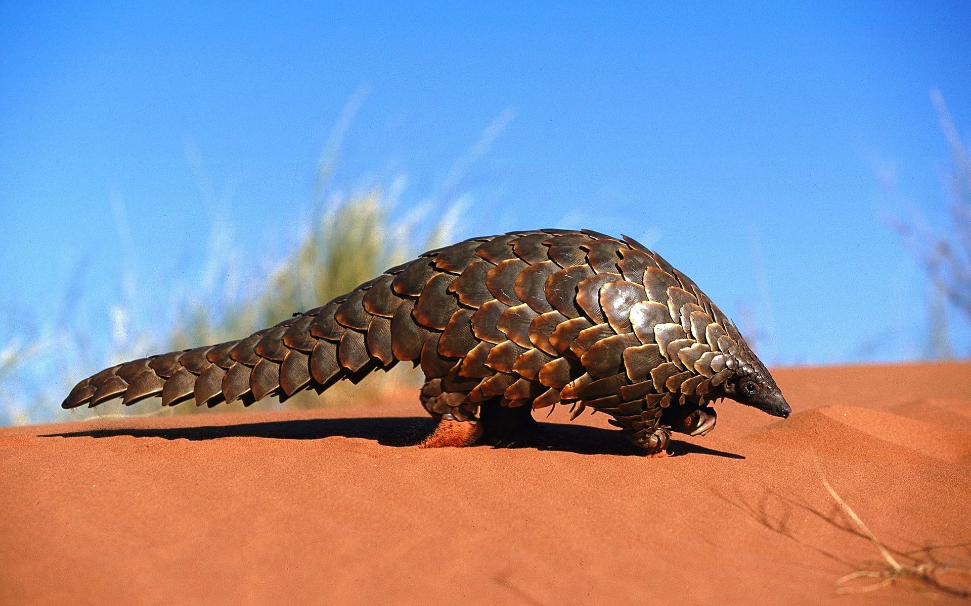 Pangolin Wallpapers - Top Free Pangolin Backgrounds - WallpaperAccess