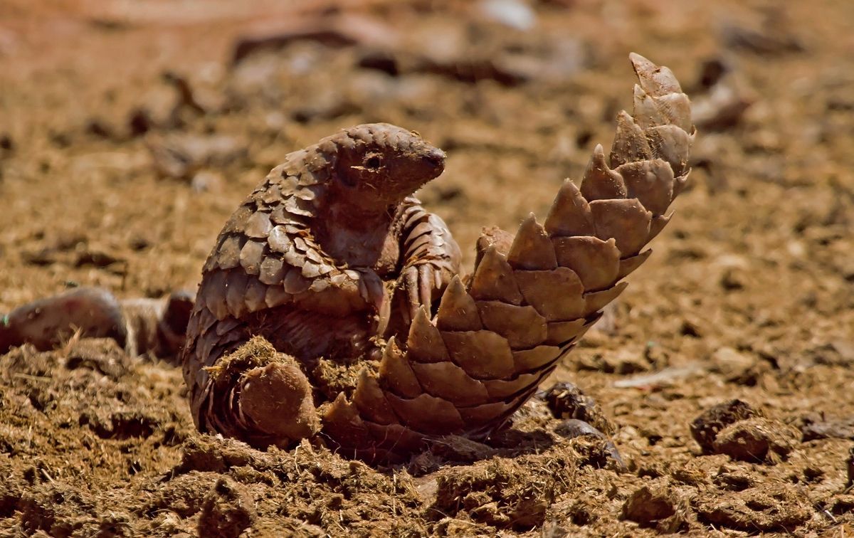 Pangolin Wallpapers - Top Free Pangolin Backgrounds - WallpaperAccess