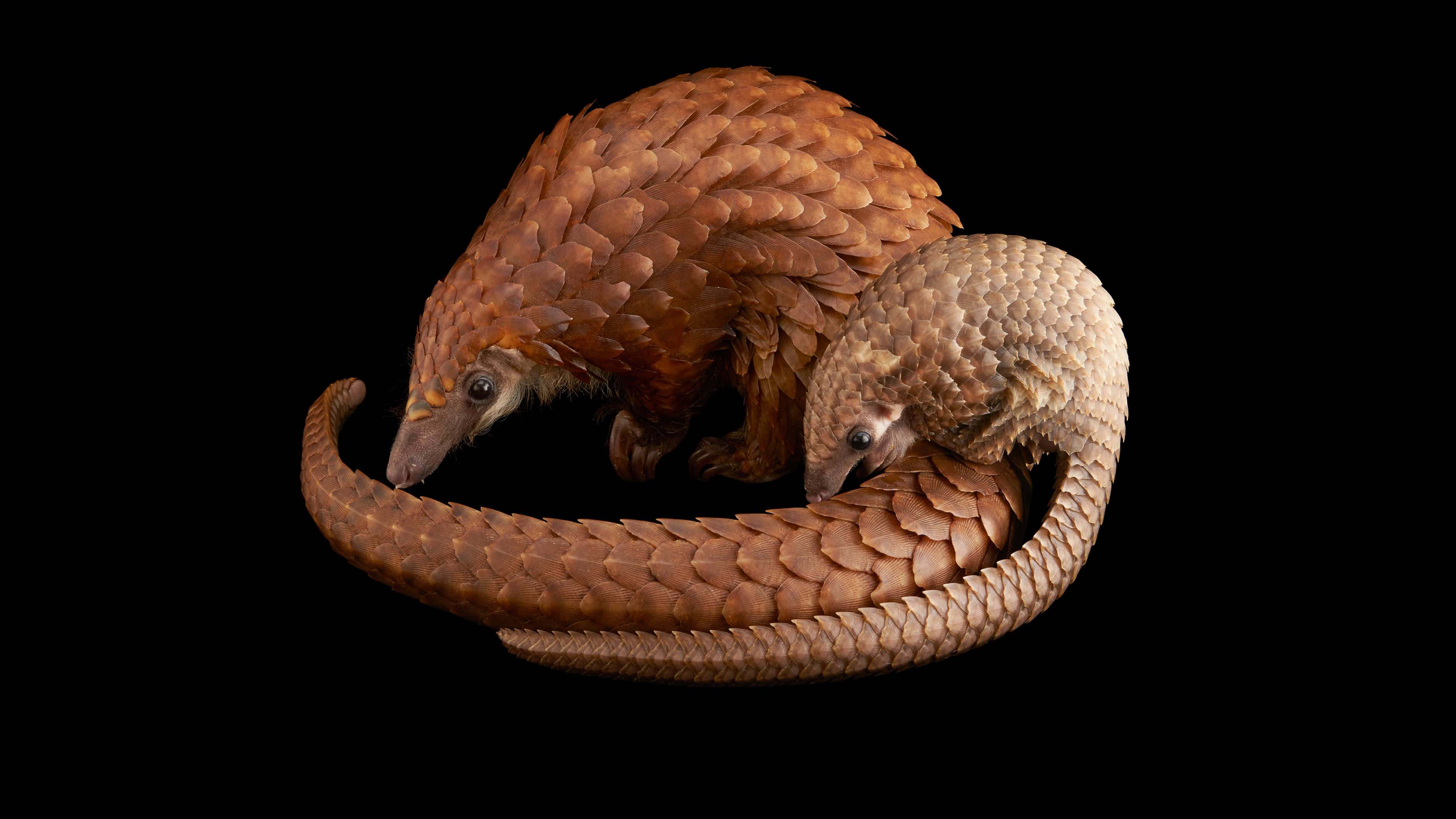 Pangolin Wallpapers - Top Free Pangolin Backgrounds - WallpaperAccess