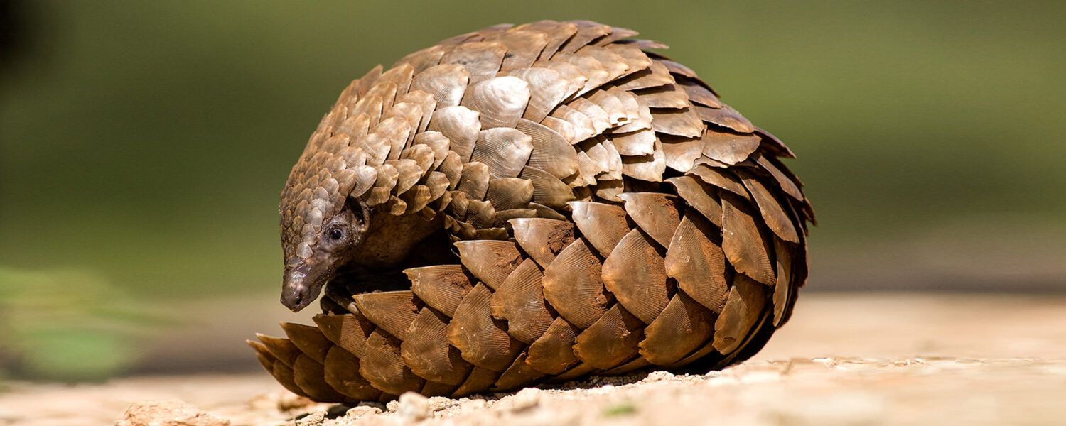 Pangolin Wallpapers - Top Free Pangolin Backgrounds - WallpaperAccess