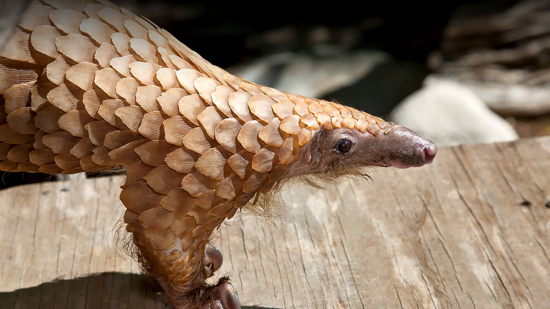 Pangolin Wallpapers - Top Free Pangolin Backgrounds - WallpaperAccess