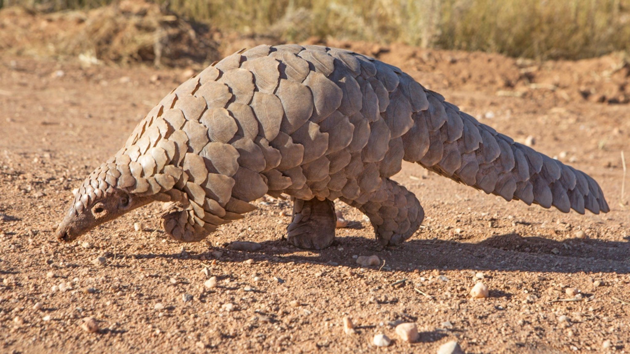 Pangolin Wallpapers - Top Free Pangolin Backgrounds - WallpaperAccess