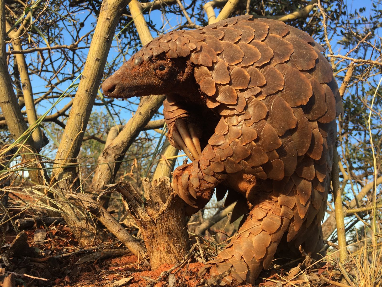 Pangolin Wallpapers - Top Free Pangolin Backgrounds - WallpaperAccess