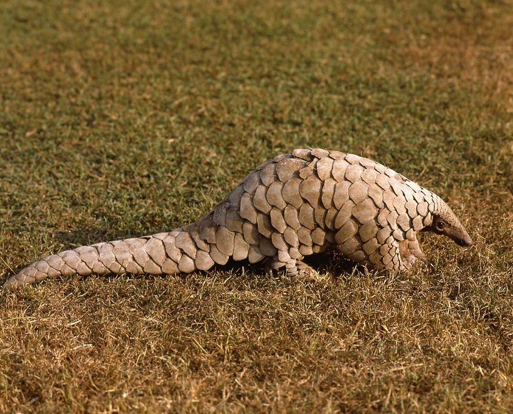 Pangolin Wallpapers - Top Free Pangolin Backgrounds - WallpaperAccess