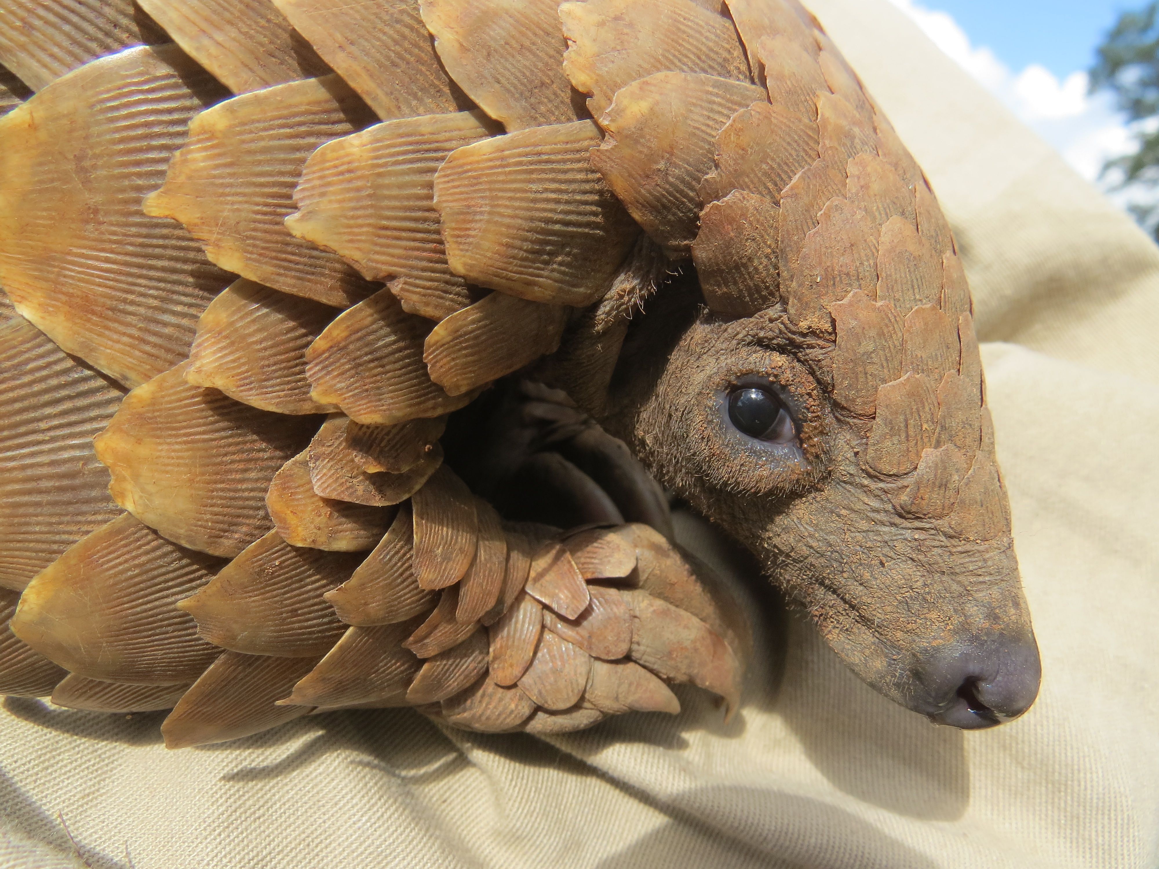 Pangolin Wallpapers - Top Free Pangolin Backgrounds - WallpaperAccess