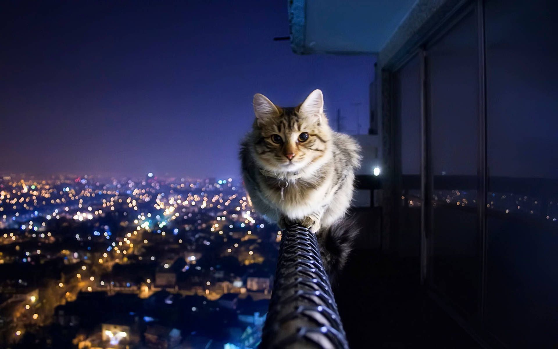 Cat Night Wallpapers - Top Free Cat Night Backgrounds - WallpaperAccess