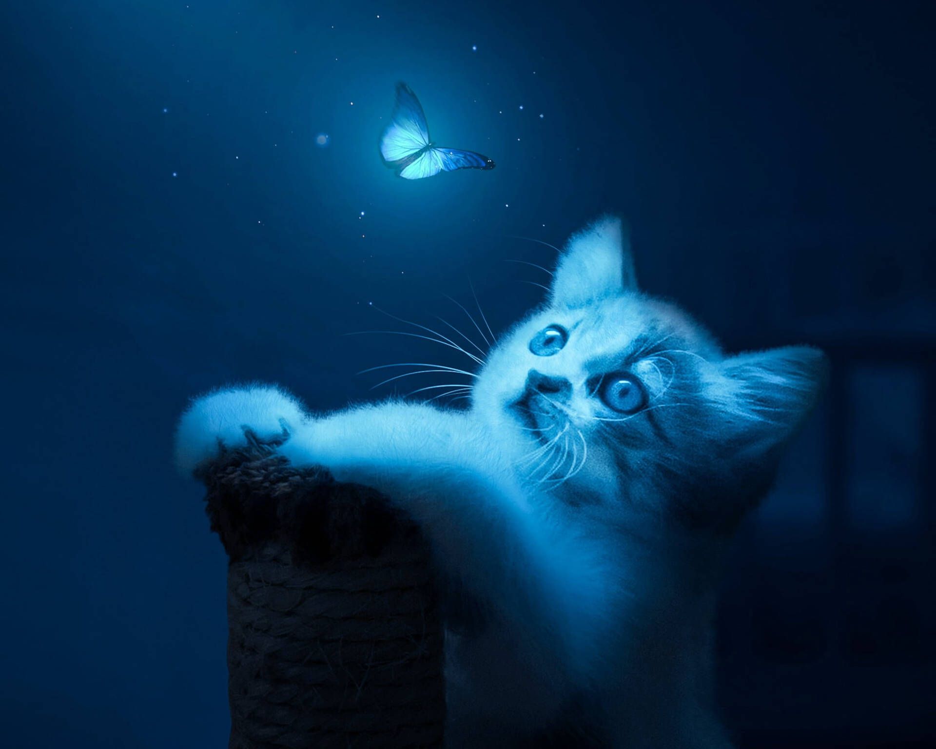 Cat Night Wallpapers - Top Free Cat Night Backgrounds - WallpaperAccess
